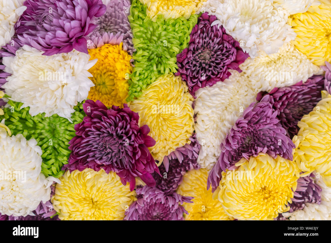 Multicolored Asters Background. Asters are multicolored, selective ...