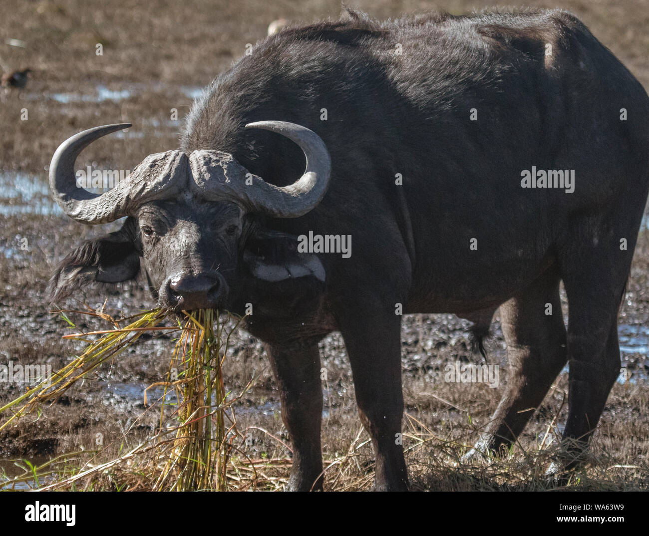 Cape buffalo eats hippo grass from a marsh in Namibia Stock Photo - Alamy