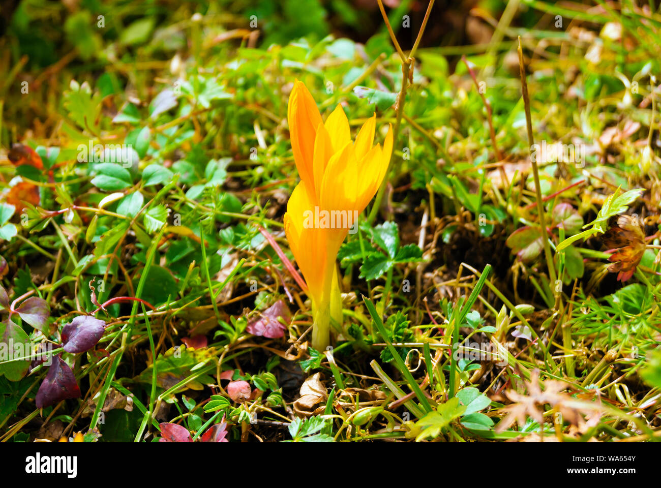 yellow crocus buds on a mountain meadow close up Stock Photo - Alamy