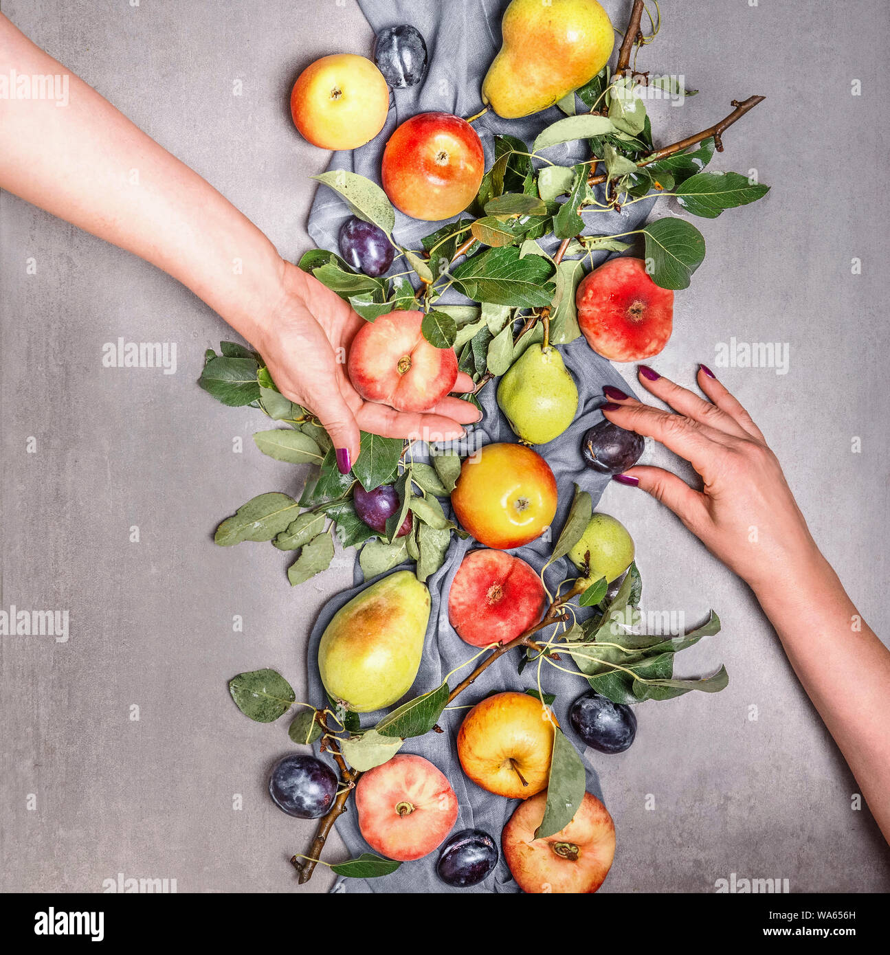Two woman hands holding seasonal organic fruits from garden: apples ...