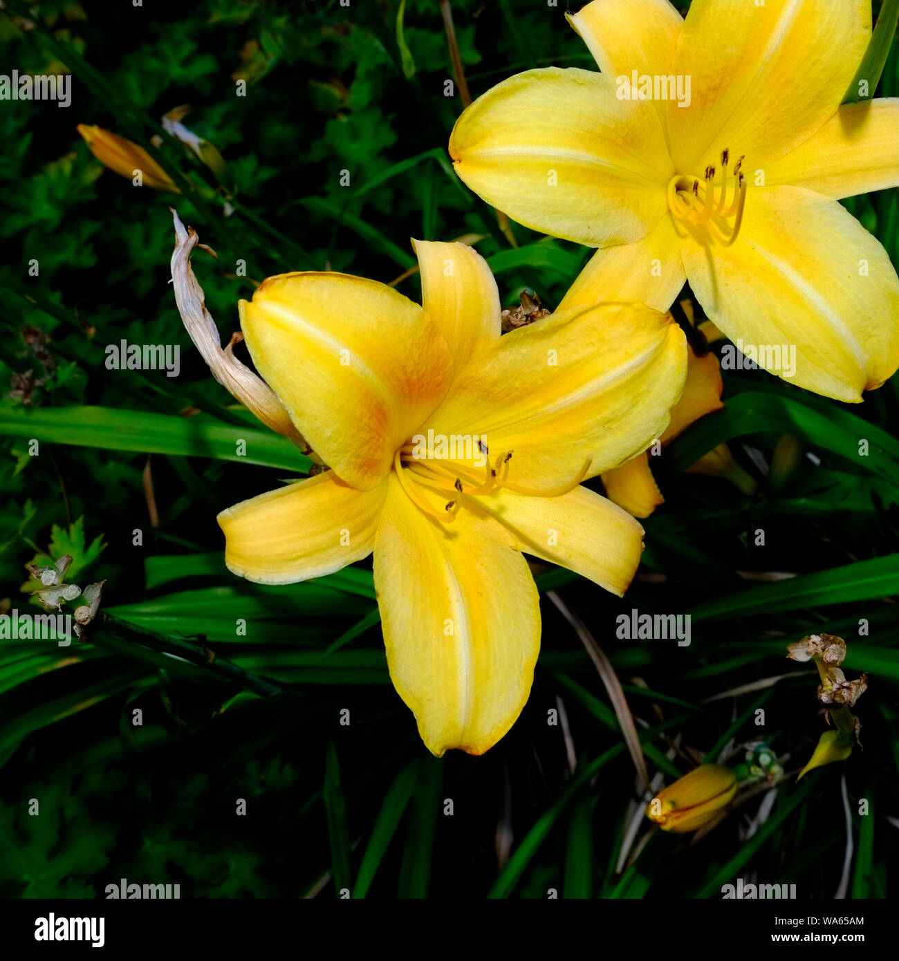 Lilium manissa syn hi-res stock photography and images - Alamy