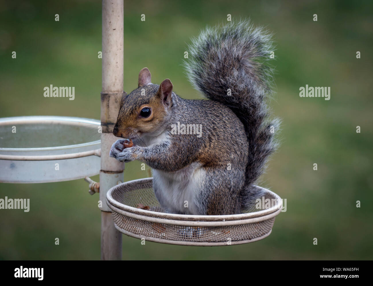 Squirrel sitting in bird tray Stock Photo - Alamy