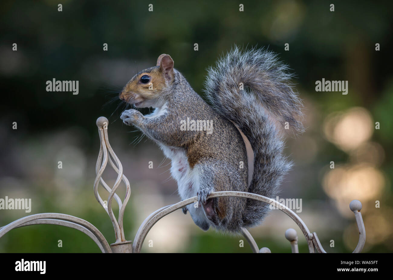 Squirrel on bird feeder Stock Photo - Alamy