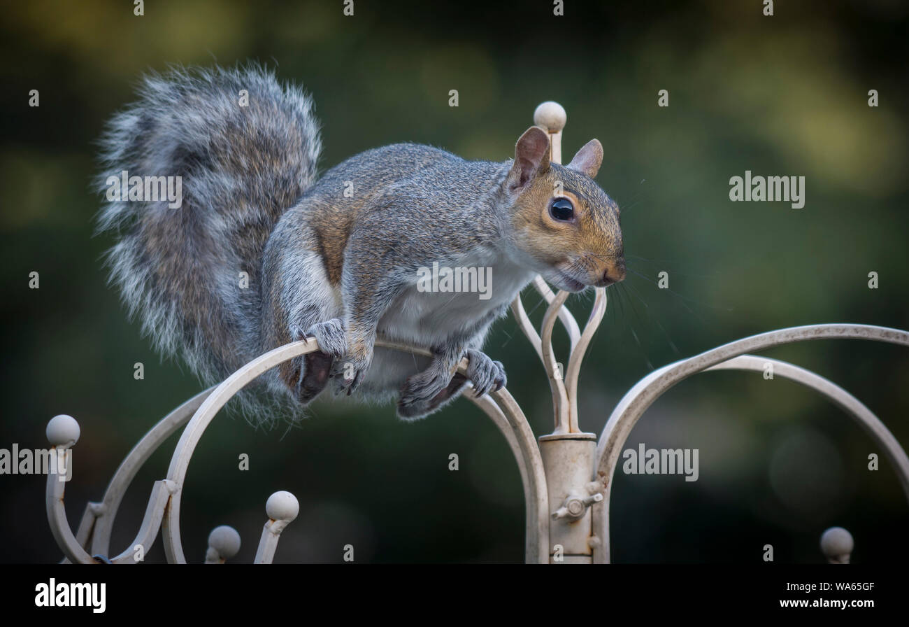 Squirrel balancing on feeder Stock Photo - Alamy