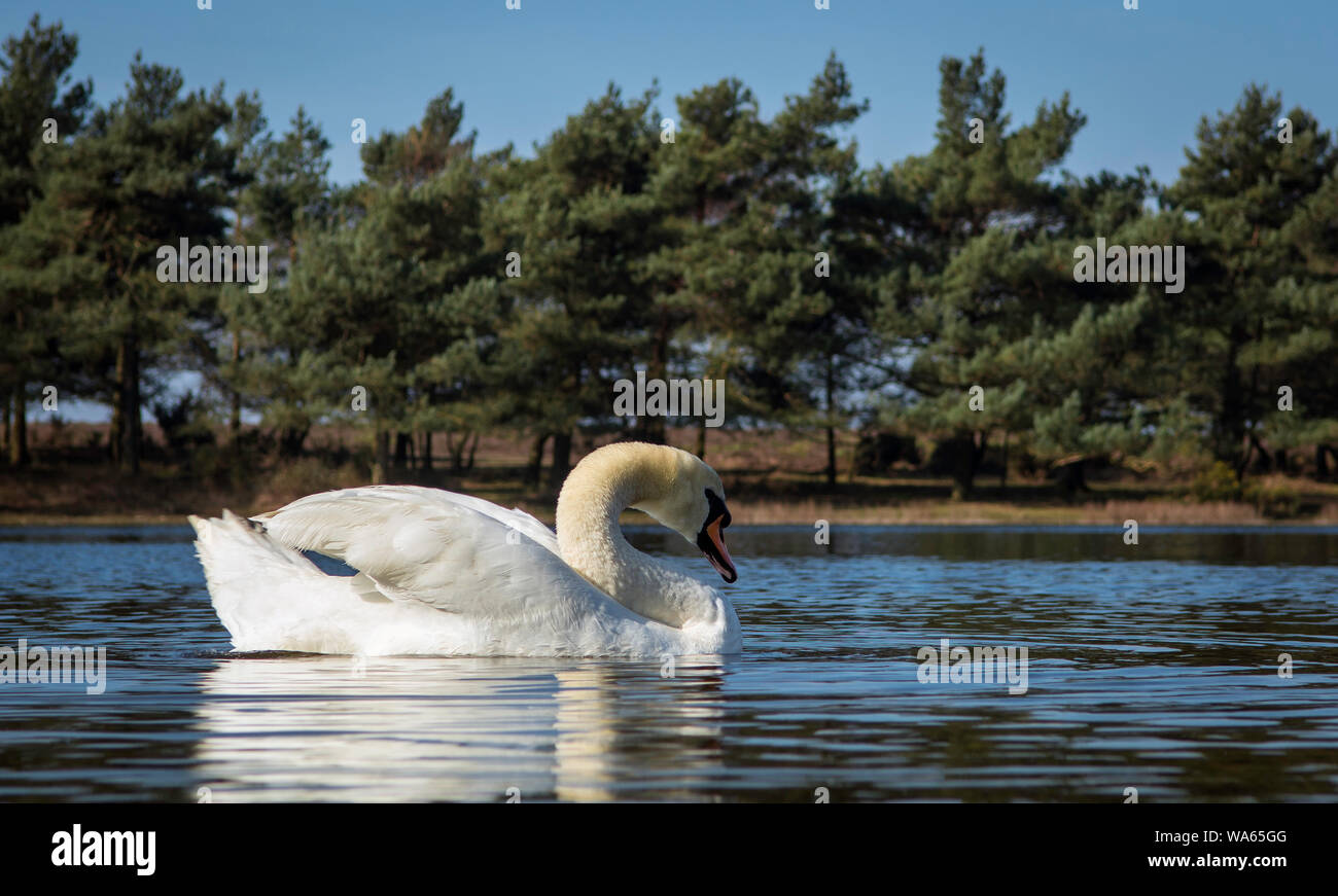 Single Swan swimming in the New Forest Stock Photo - Alamy