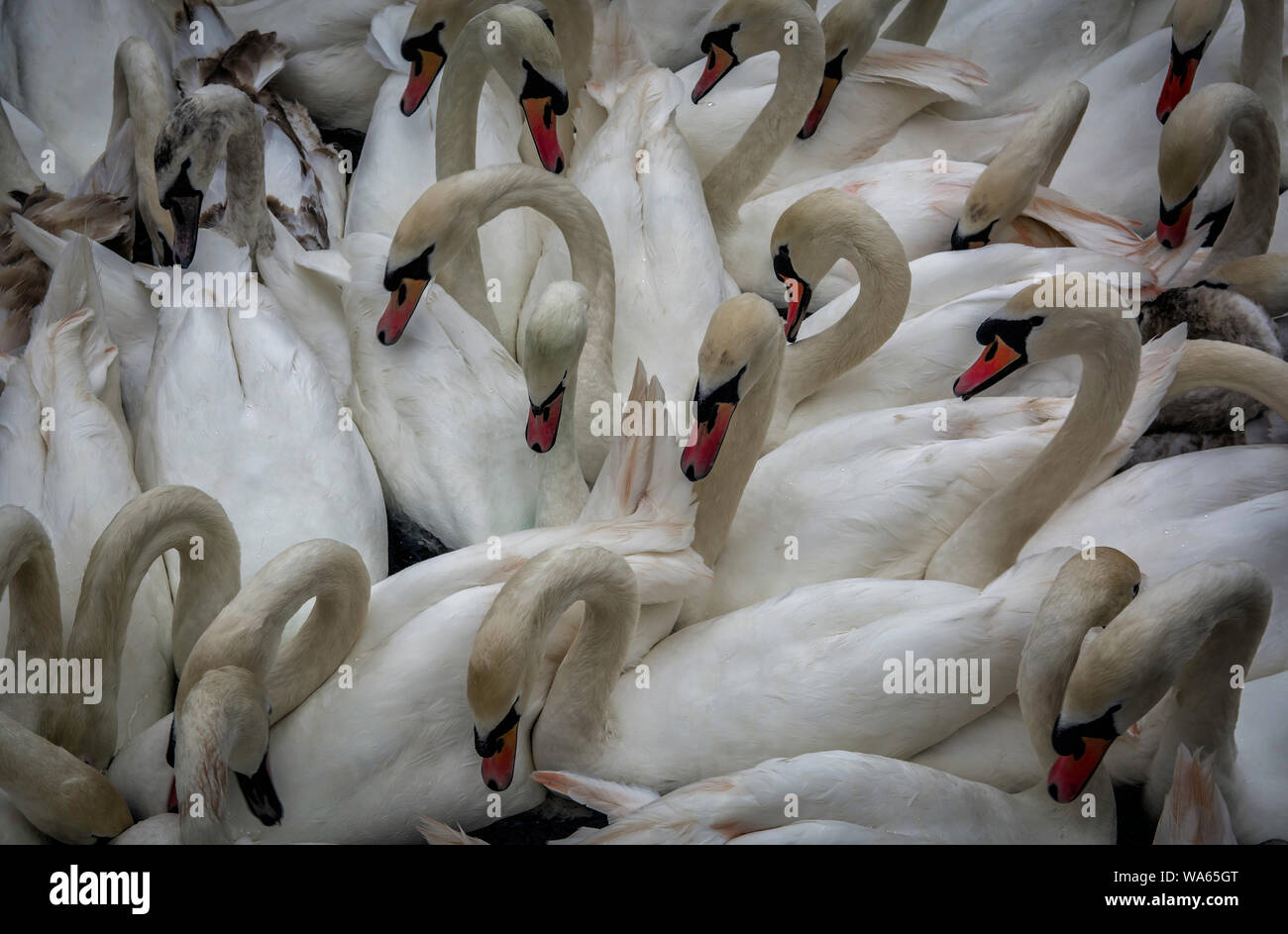 Bevy hi-res stock photography and images - Alamy