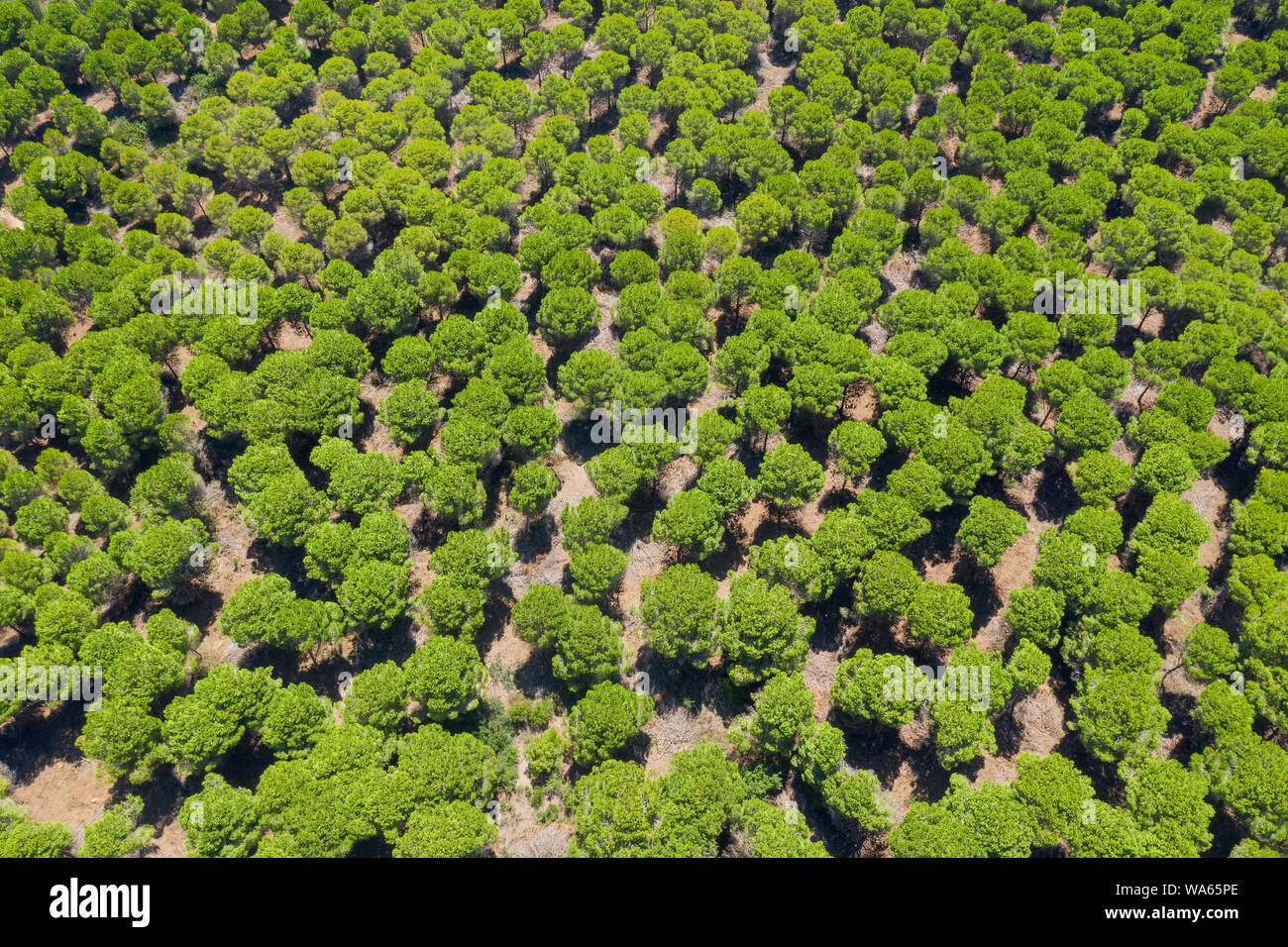 Top view of green forest. Aerial view of trees Stock Photo - Alamy