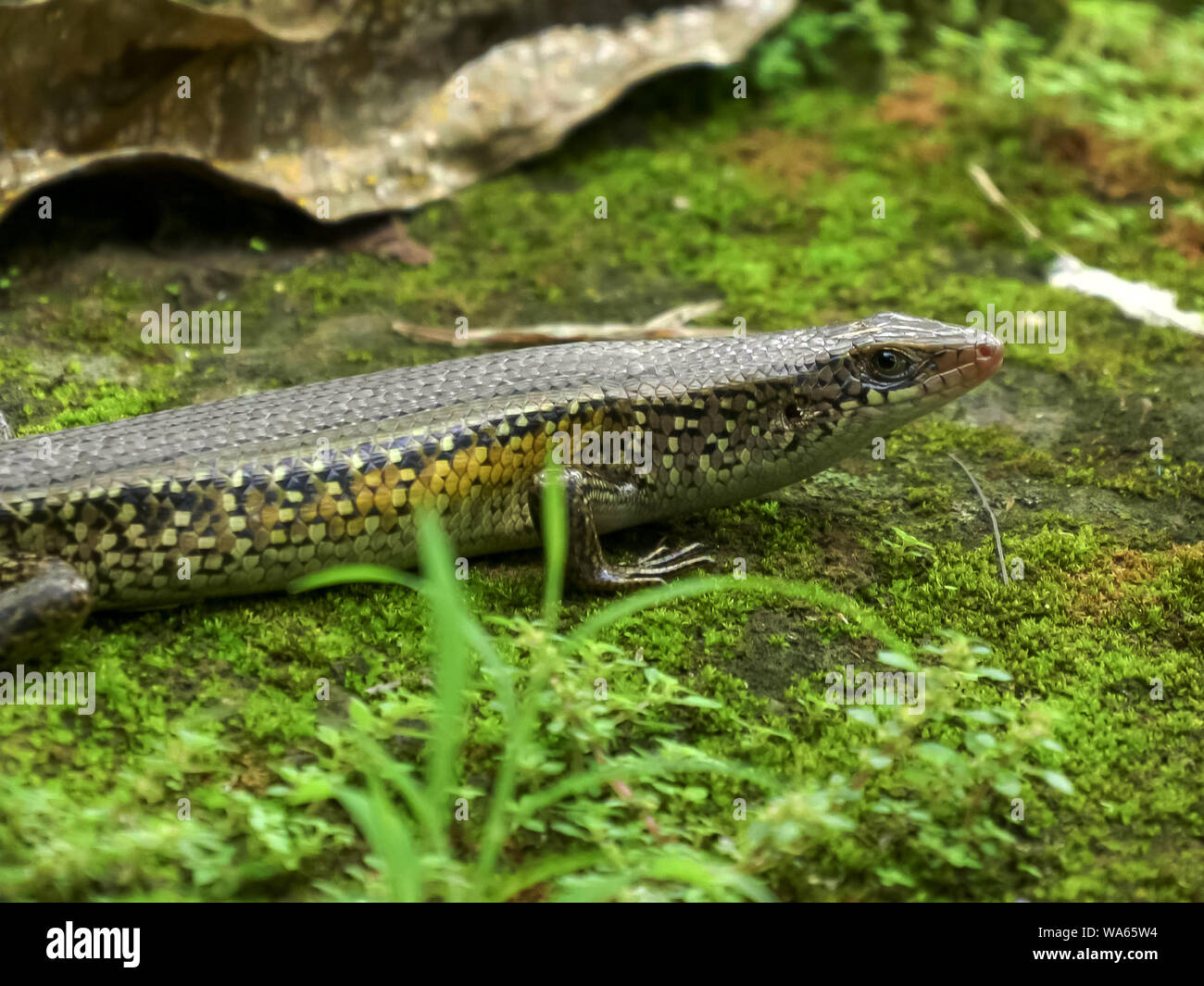 Golden sun skink eutropis multifasciata hi-res stock photography and ...
