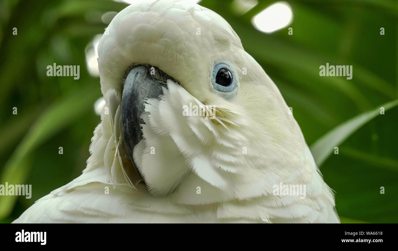 extreme close up of a sulphur crested cockatoo Stock Photo - Alamy