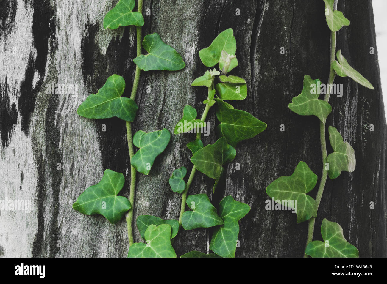 Background composition of green Ivy plant twigs growing on grey and dry ...