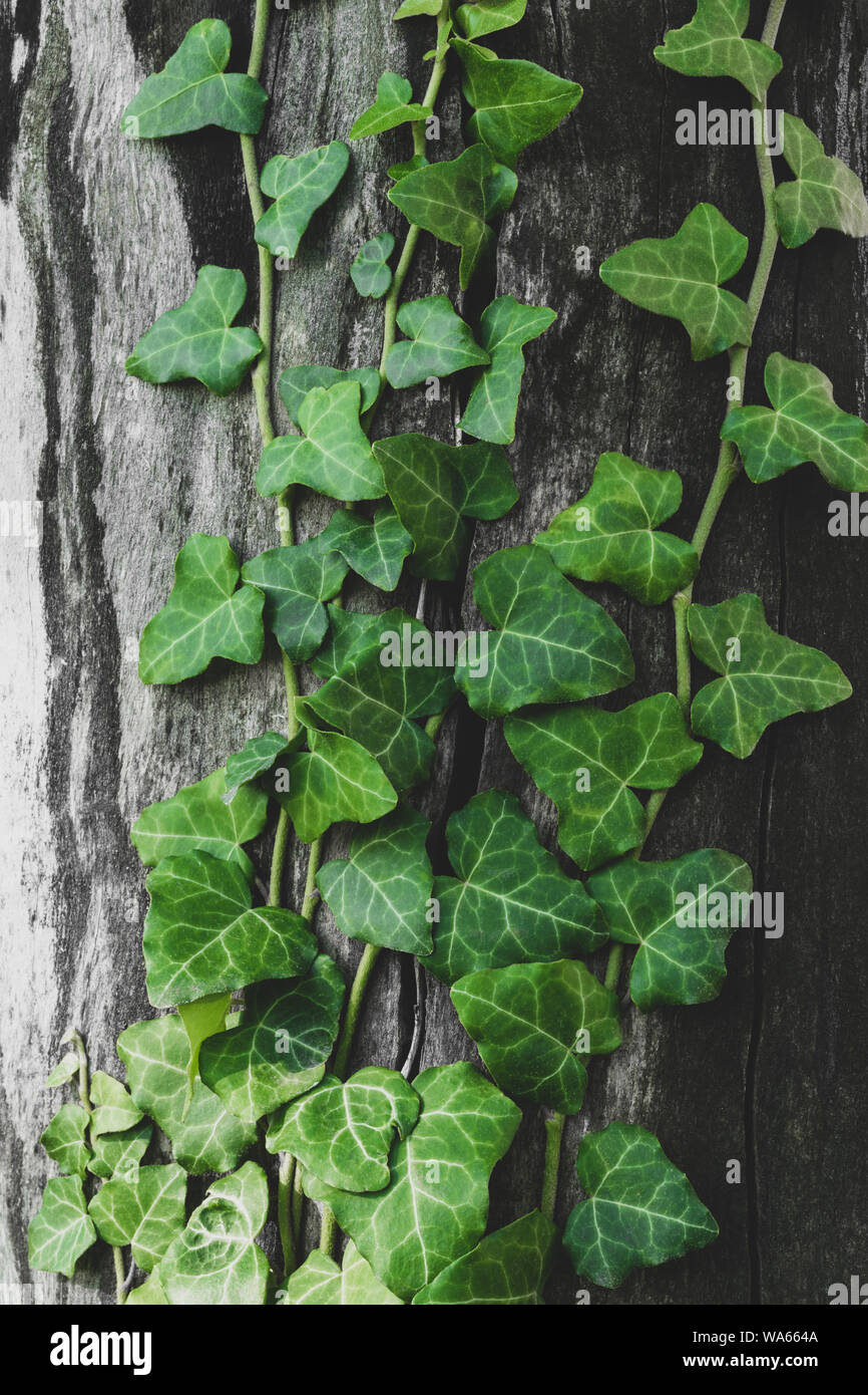 Background composition of green Ivy plant twigs growing on grey and dry ...