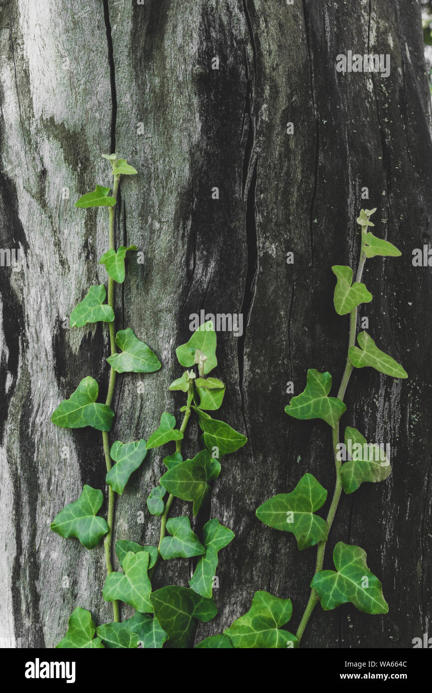 Background composition of green Ivy plant twigs growing on grey and dry ...