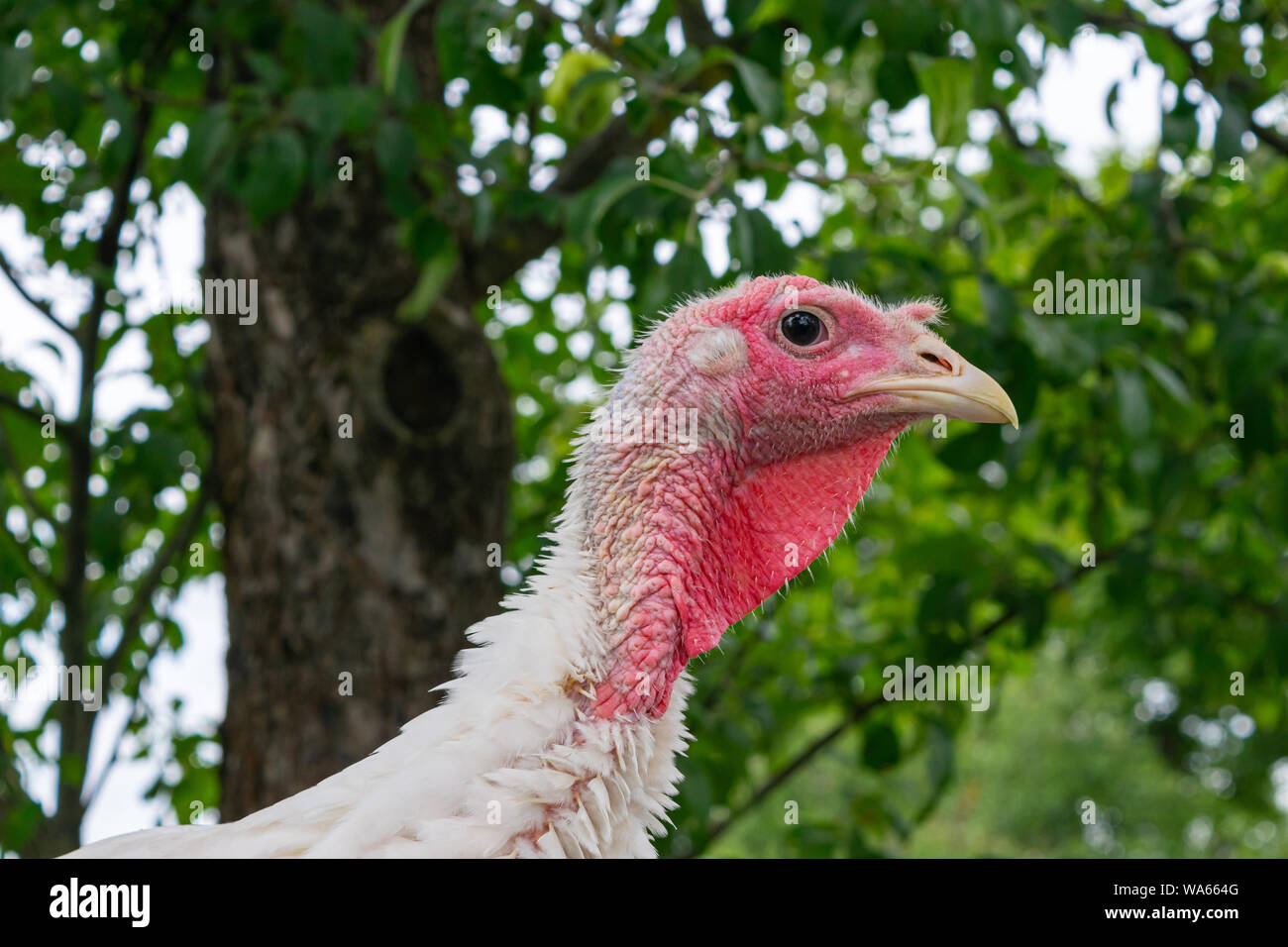 Red head white feathered turkey portrait in front of the green apple ...