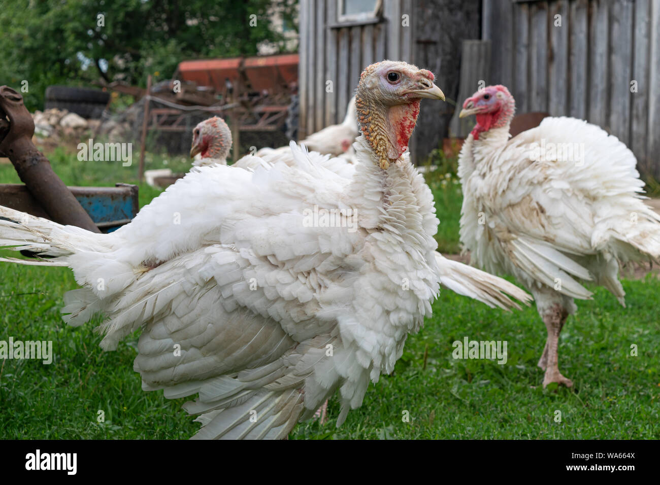 Red head white feathered turkey portraits in front of the barn and old ...