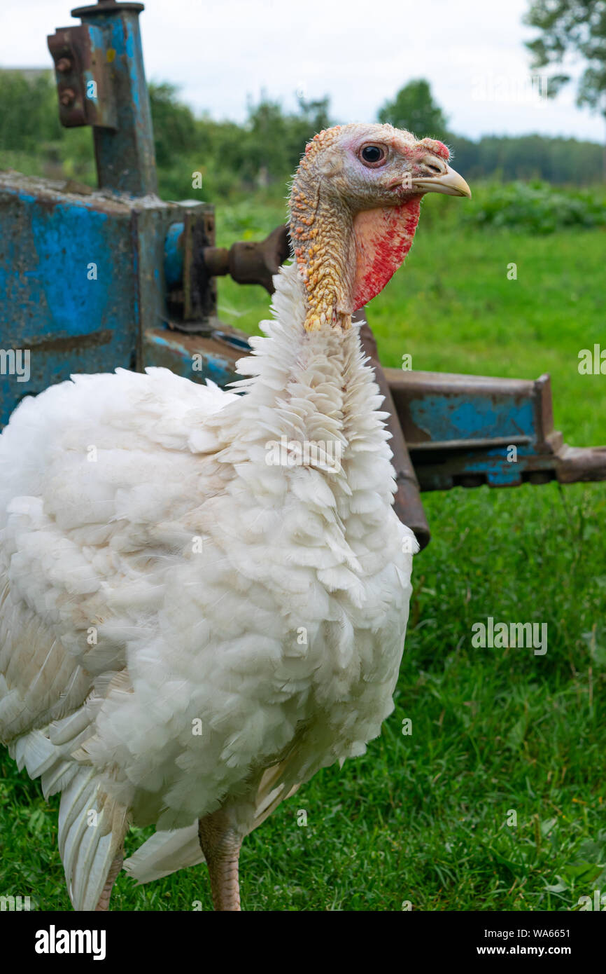 Red head white feathered turkey portrait in front of the green meadow ...