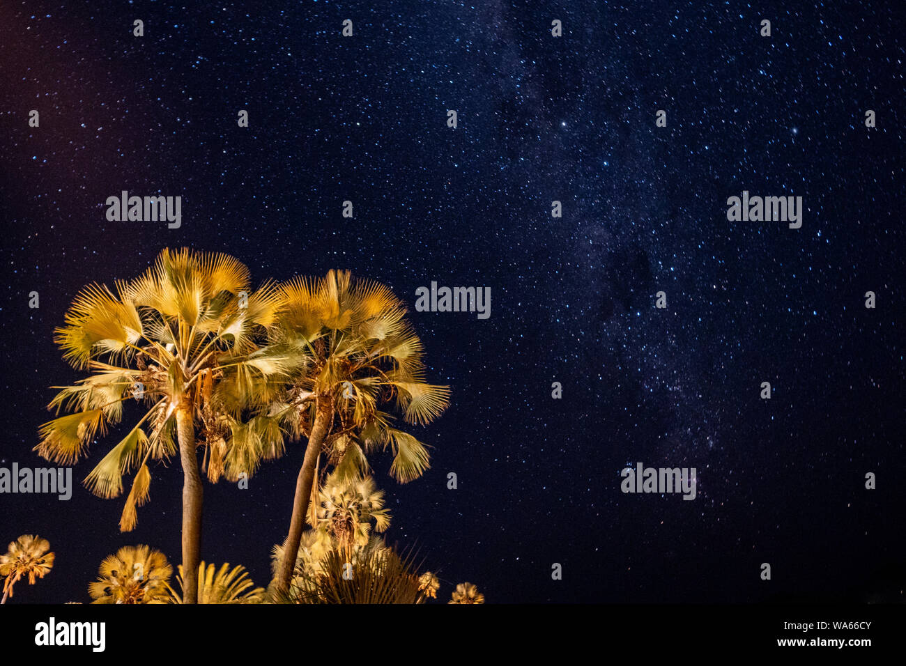 Illuminated Palm Tree and Night Sky with Stars and Milky Way Galaxy in ...