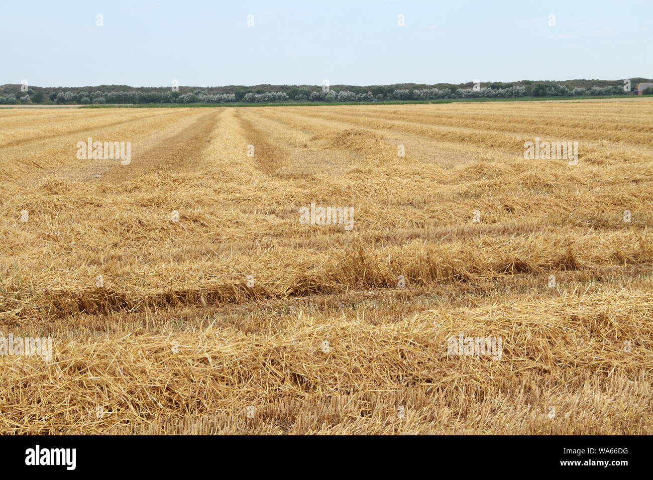 a mowed field of straw Stock Photo - Alamy