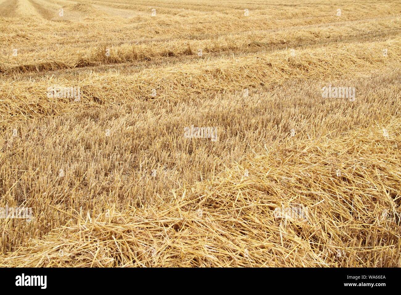 a mowed field of straw Stock Photo - Alamy