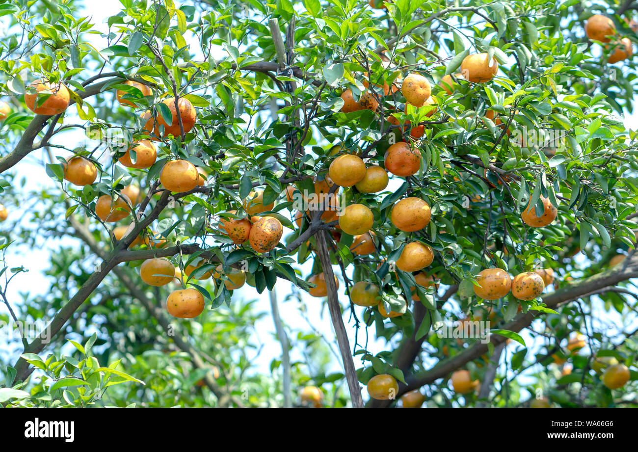 Ripe tangerine gardens with thousands of fresh ripe yellow fruits ...