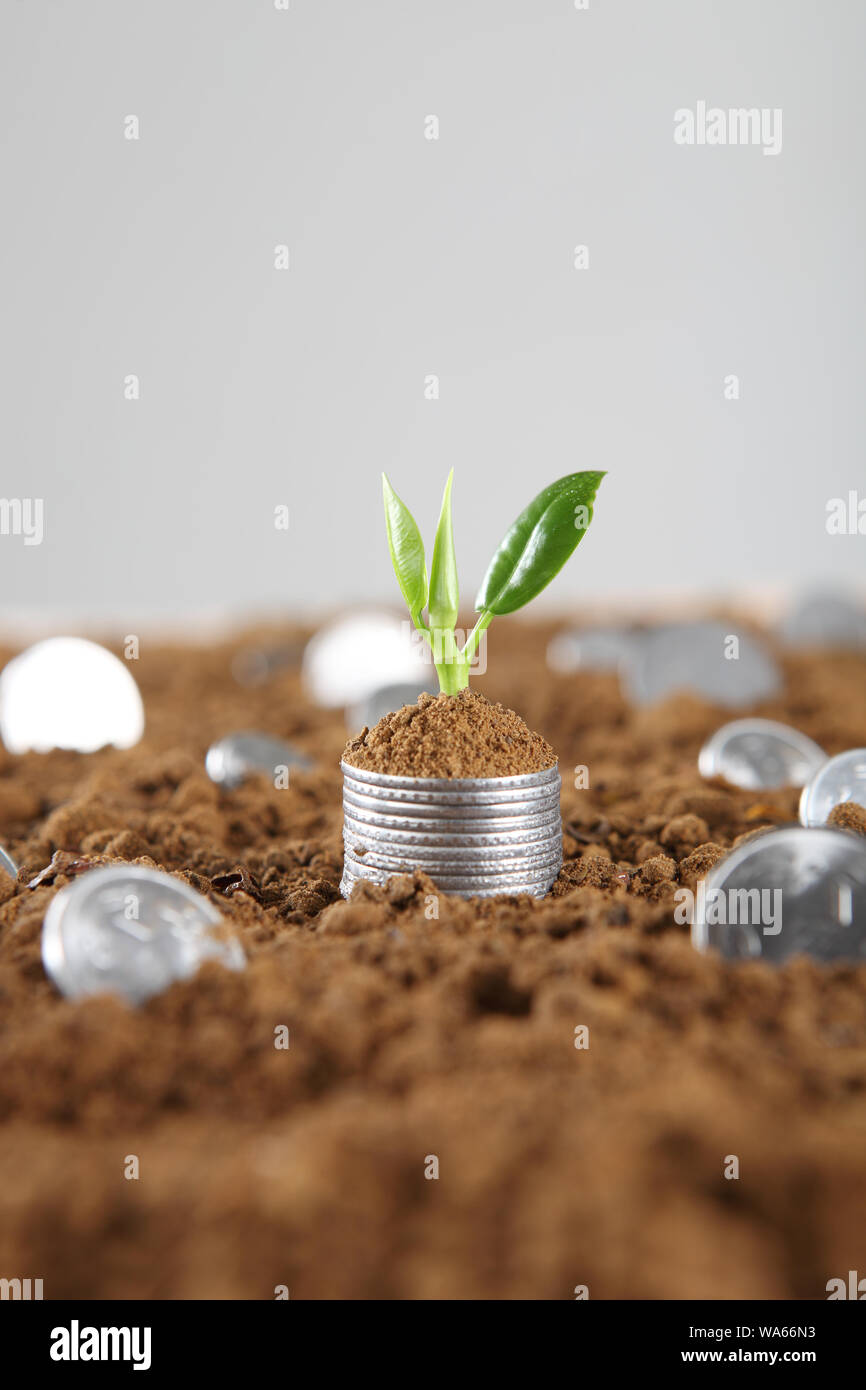 Money sapling hi-res stock photography and images - Alamy