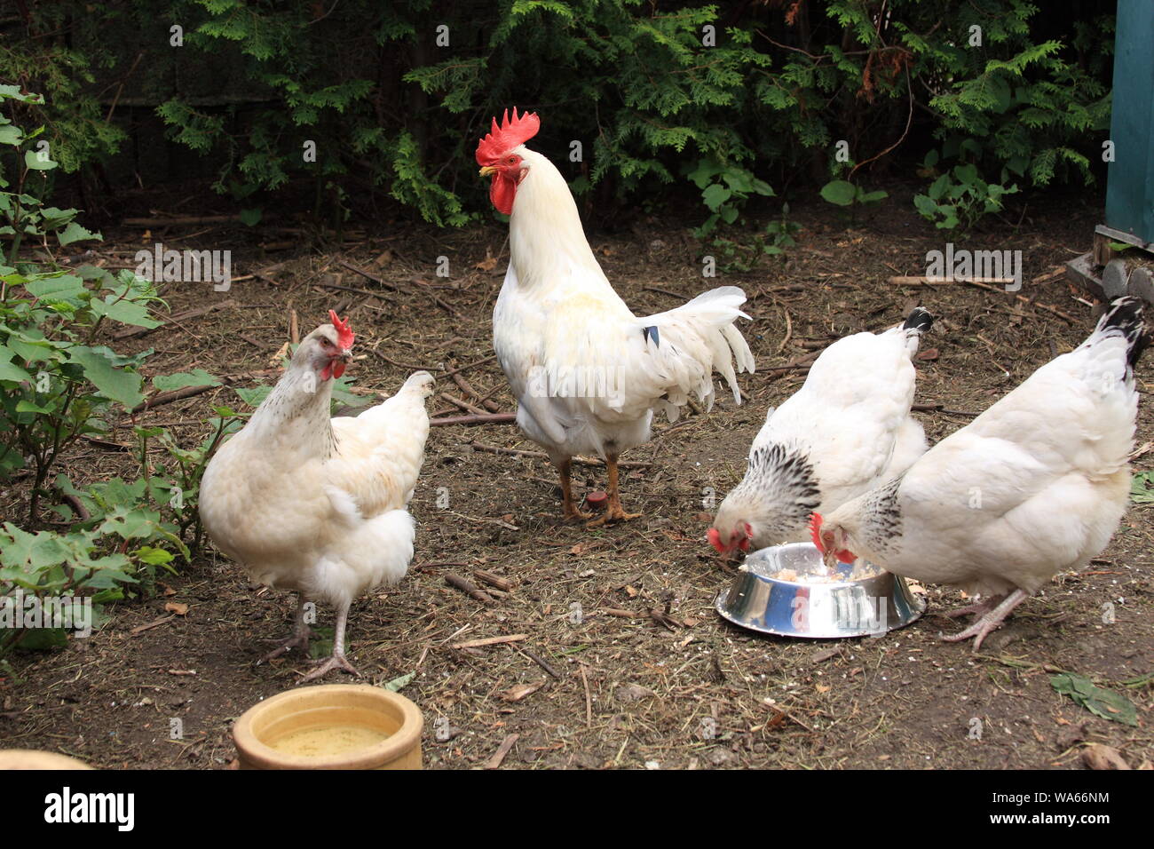 white chickens on the farm Stock Photo - Alamy
