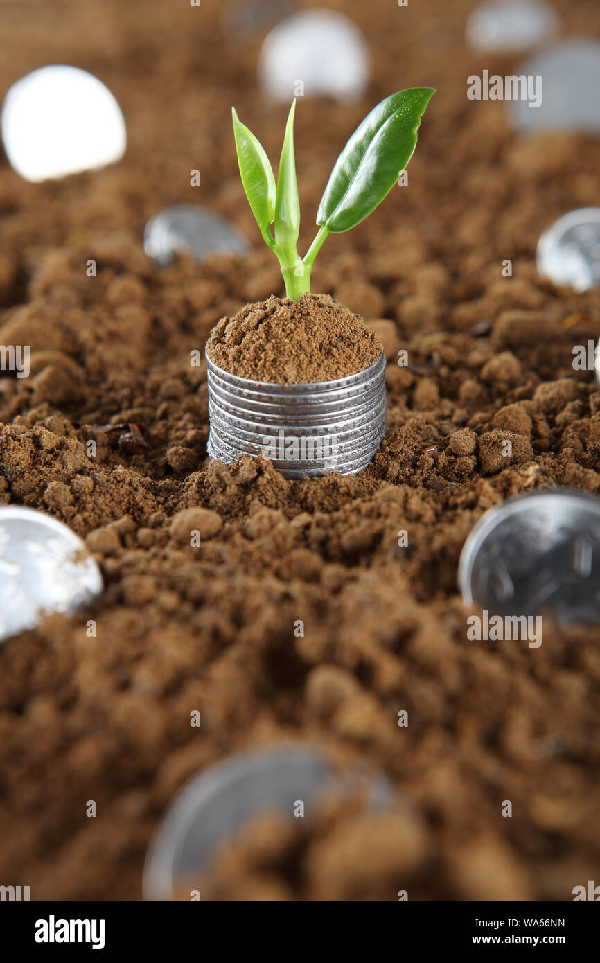 Money tree with coins Stock Photo - Alamy