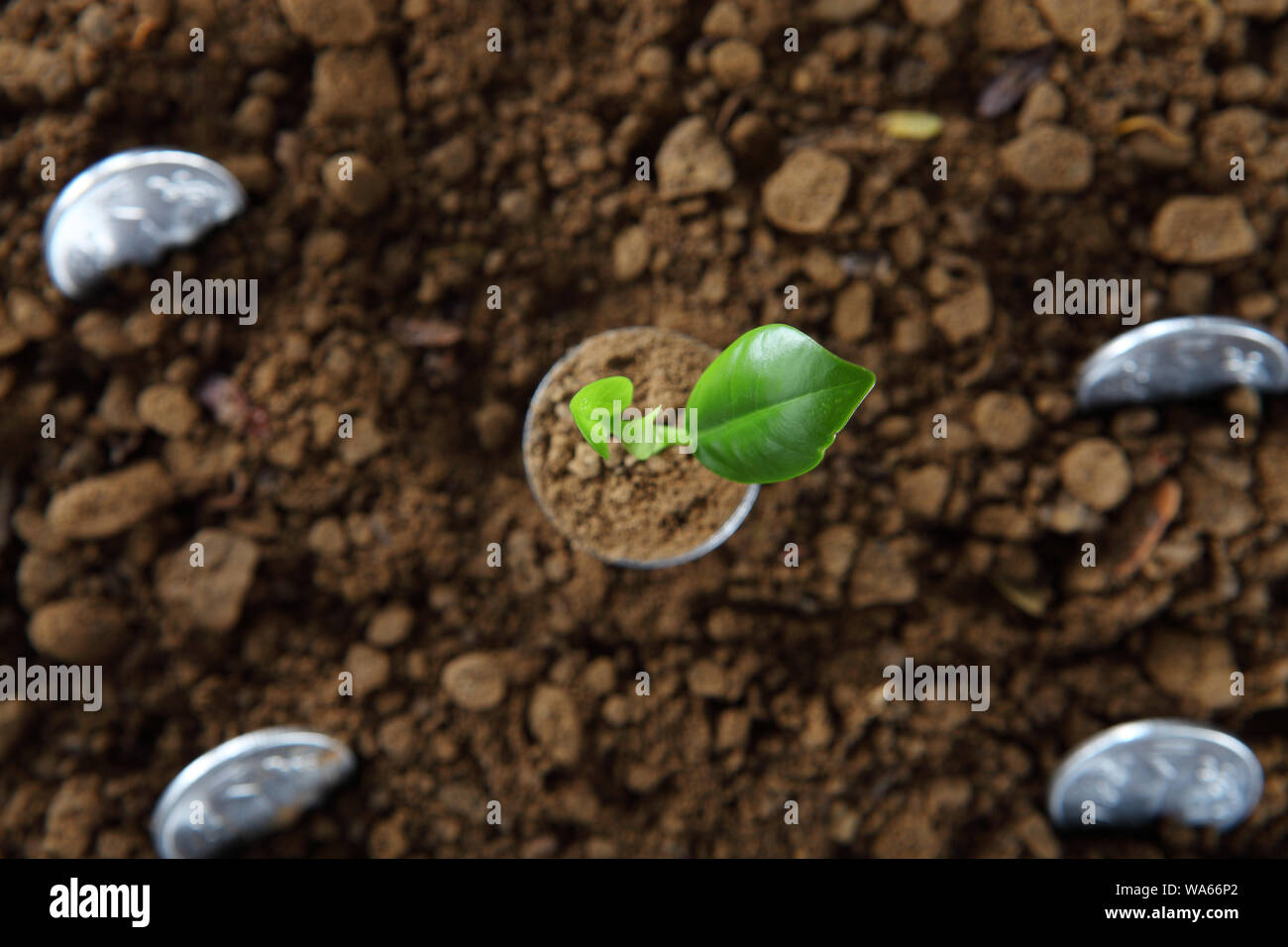 High angle view of a money tree with coins Stock Photo - Alamy