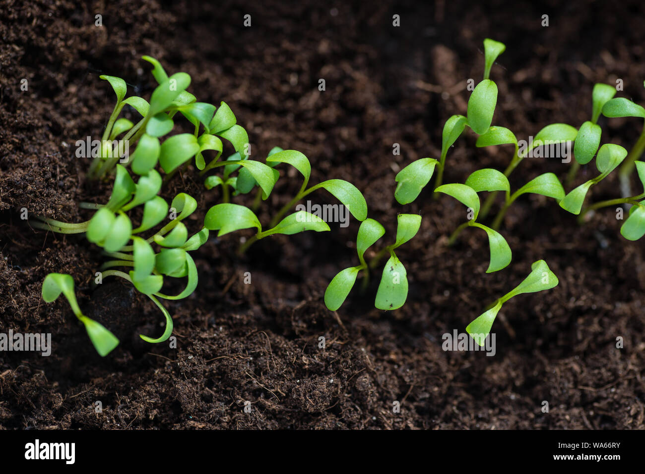 Closeup top view of green young sprouts Stock Photo - Alamy