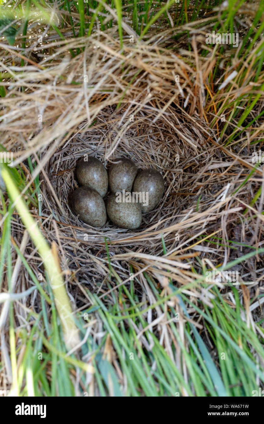 Skylark eggs in nest hi-res stock photography and images - Alamy