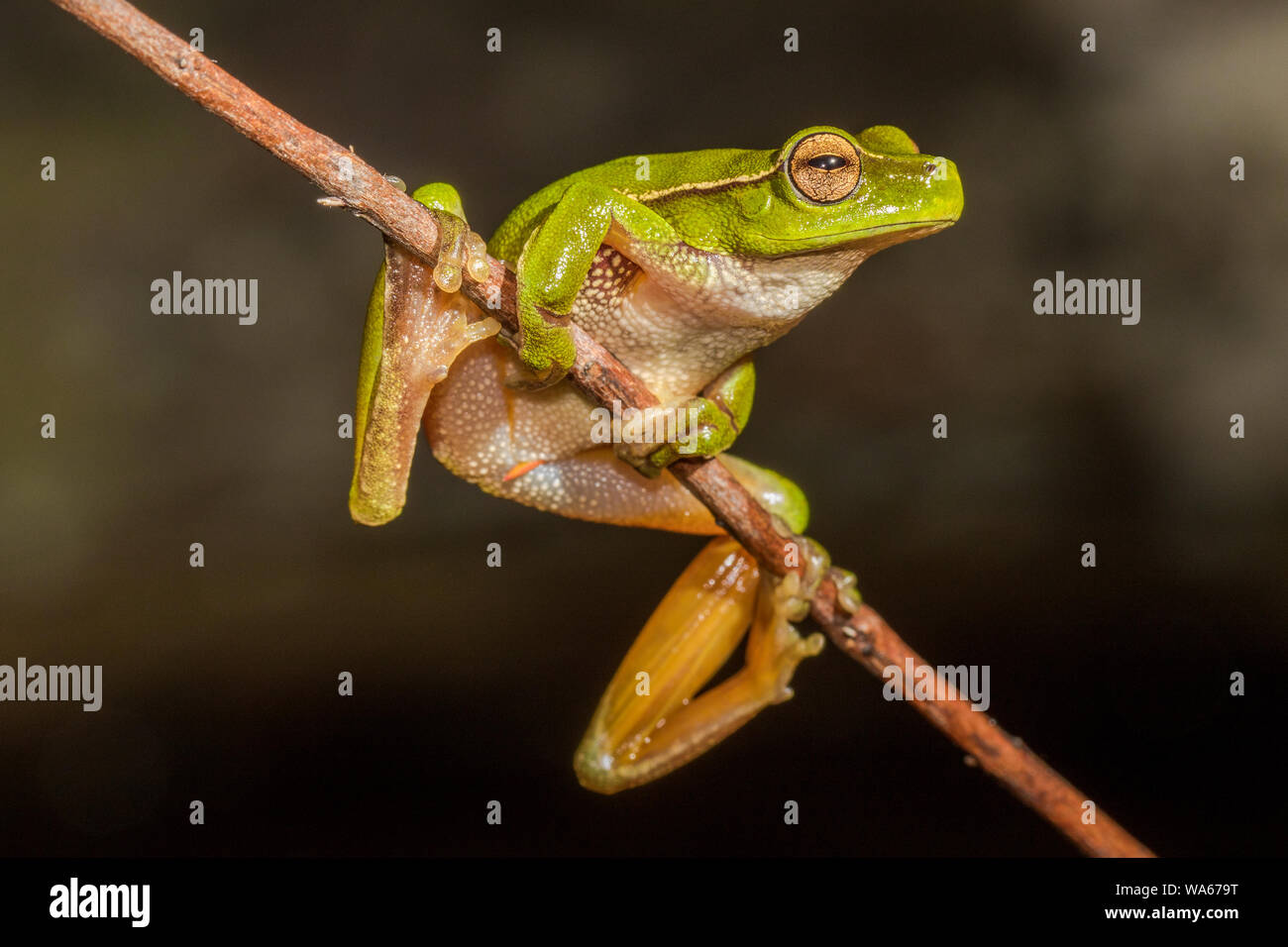 Leaf-green Tree Frog resting on branch Stock Photo - Alamy