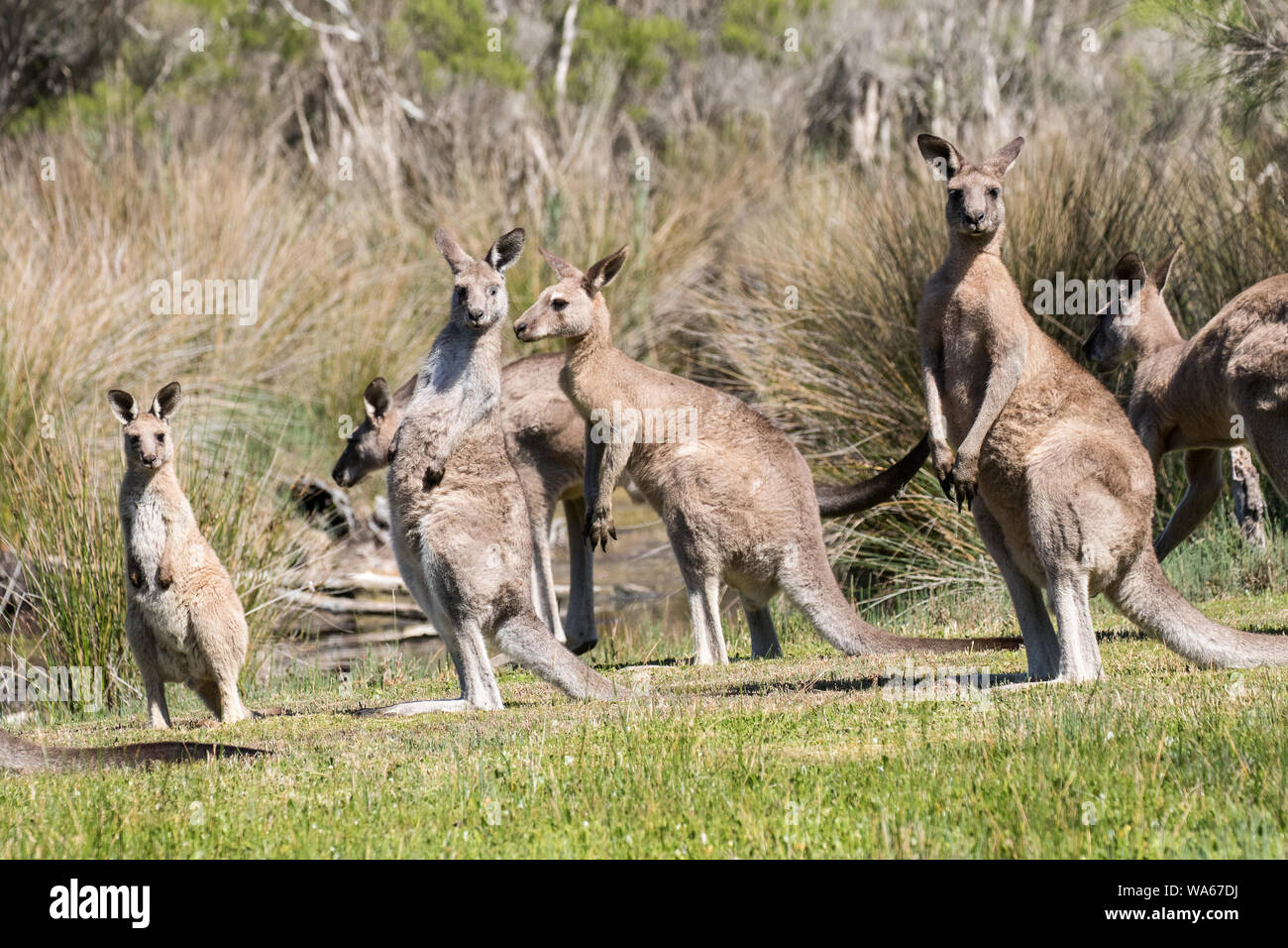 Mob of Eastern Grey Kangaroo's Stock Photo - Alamy