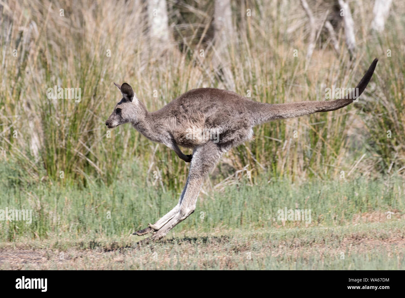 Eastern Grey Kangaroo hopping fast Stock Photo - Alamy