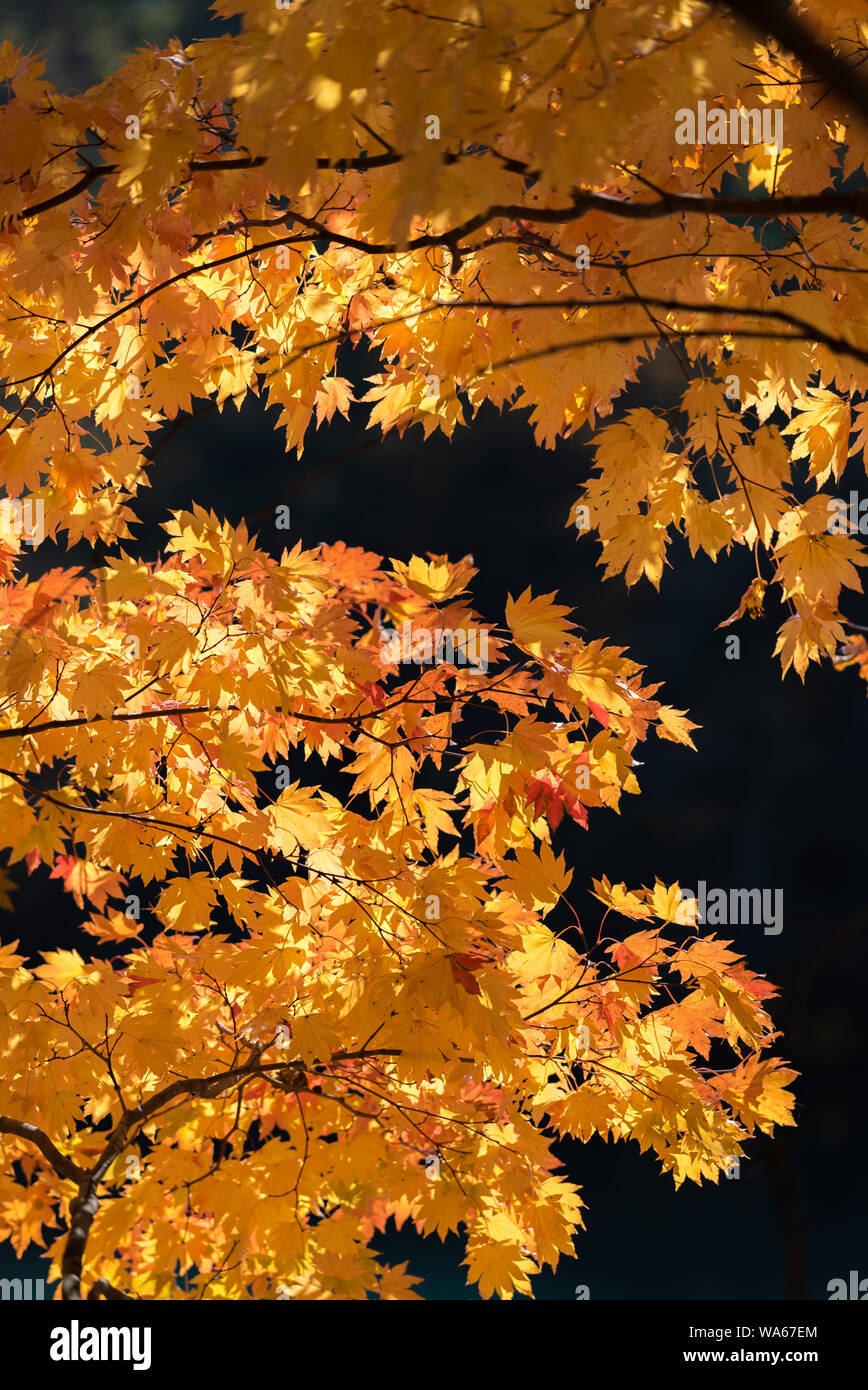 Red leave of maple tree for autumn fall background Stock Photo - Alamy