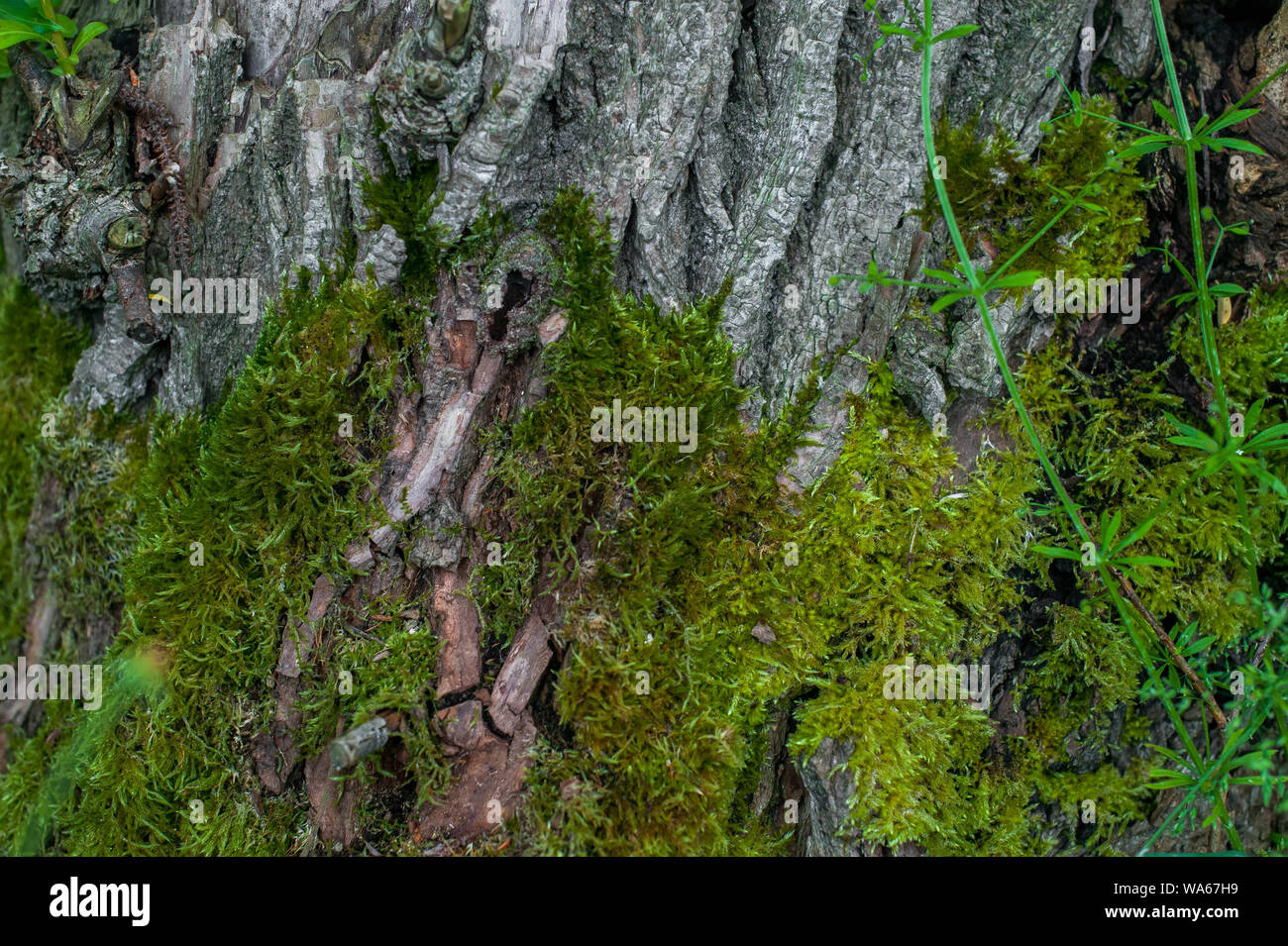 Texture of an old tree covered with moss Stock Photo - Alamy