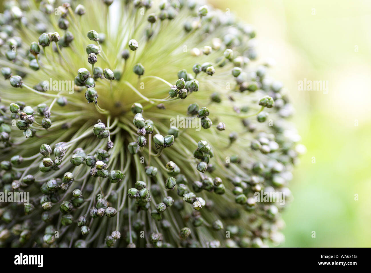 Ball shaped flower hi-res stock photography and images - Alamy