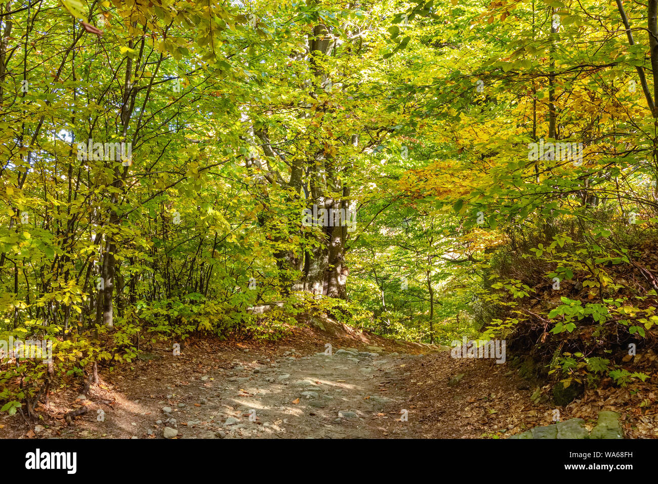 Autumn forest beech trees landscape Stock Photo - Alamy