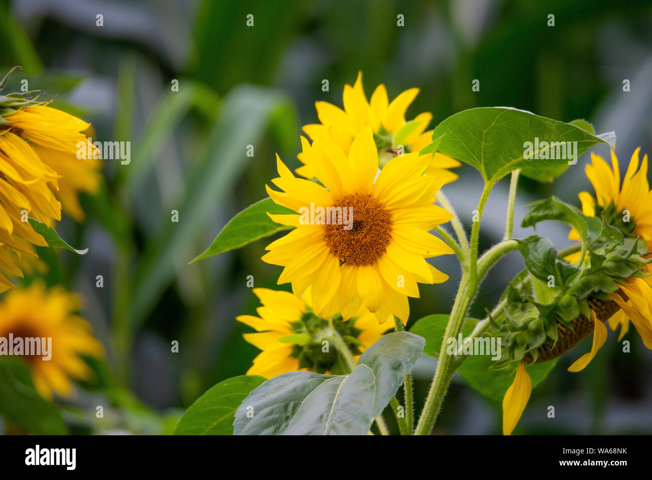shining sunflowers in focus with green background Stock Photo - Alamy