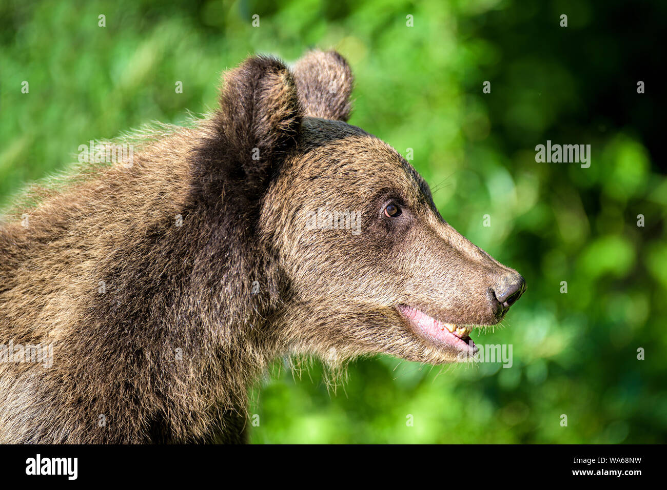 European wild brown bear hi-res stock photography and images - Alamy