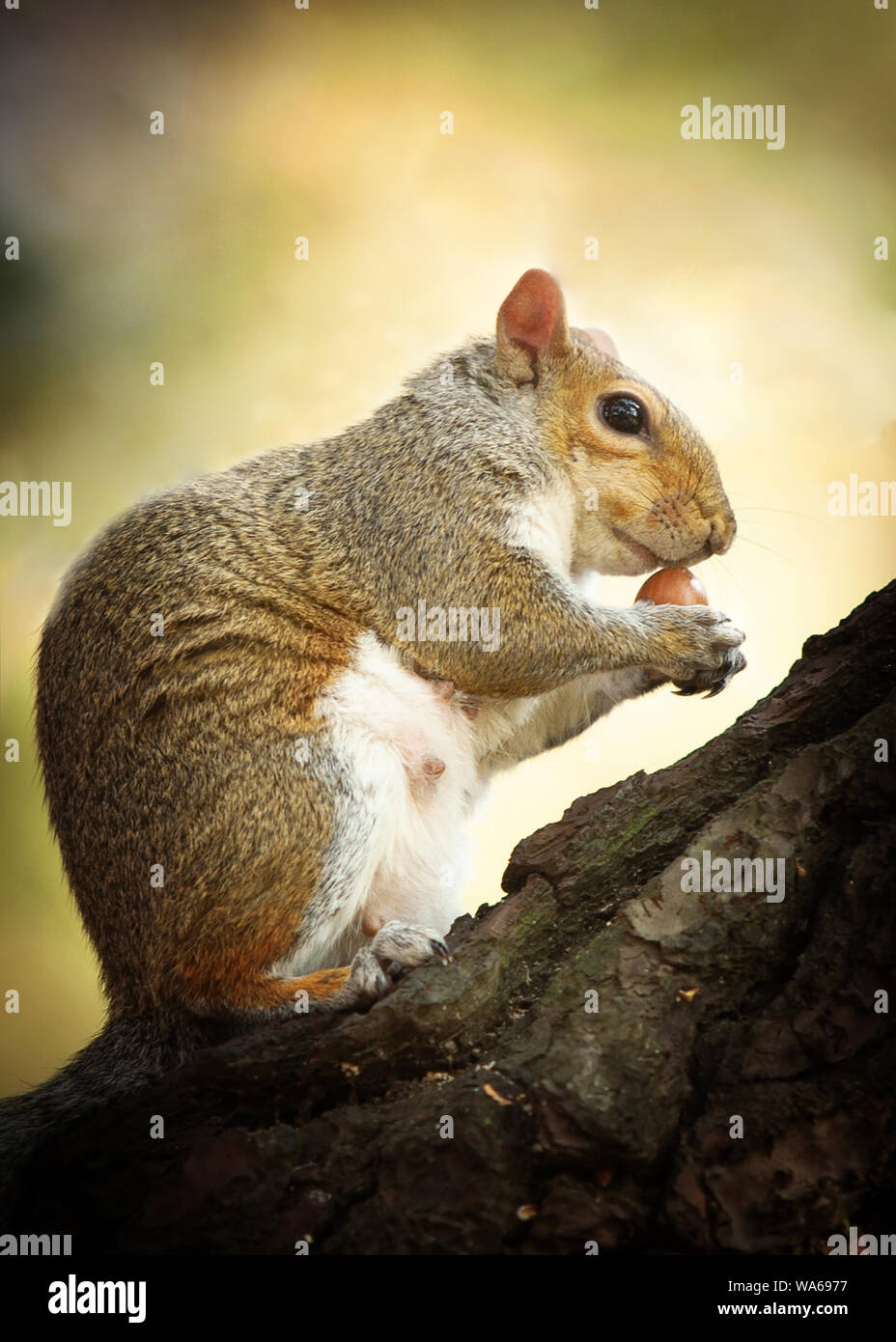 Sitting on log eating nuts hi-res stock photography and images - Alamy