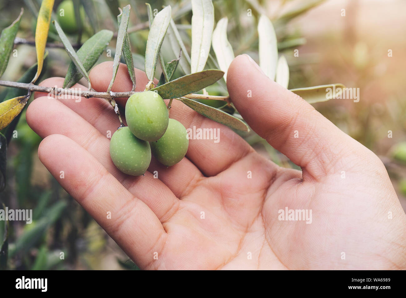 Olive pickers hi-res stock photography and images - Alamy