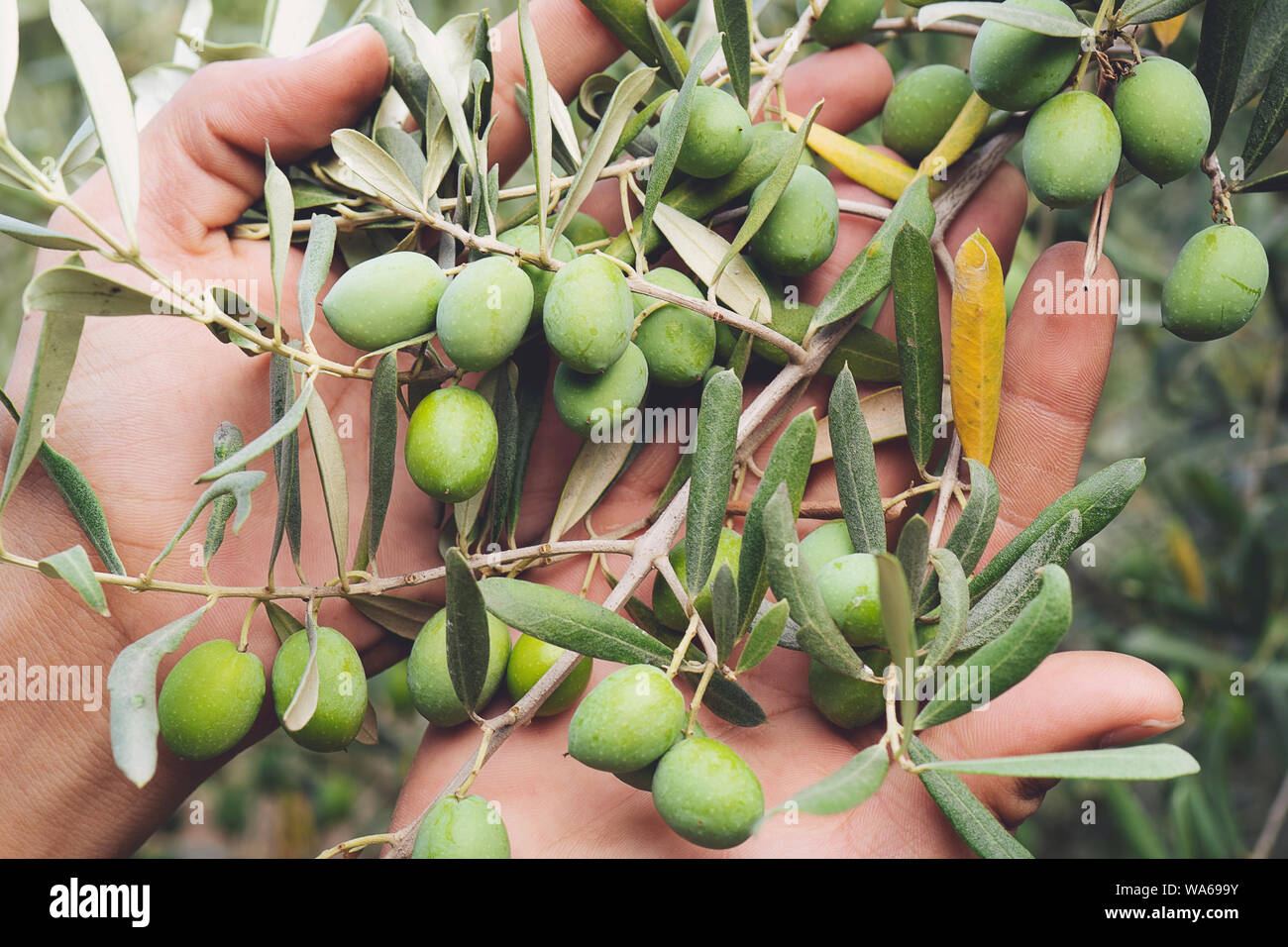 Olive pickers hi-res stock photography and images - Alamy