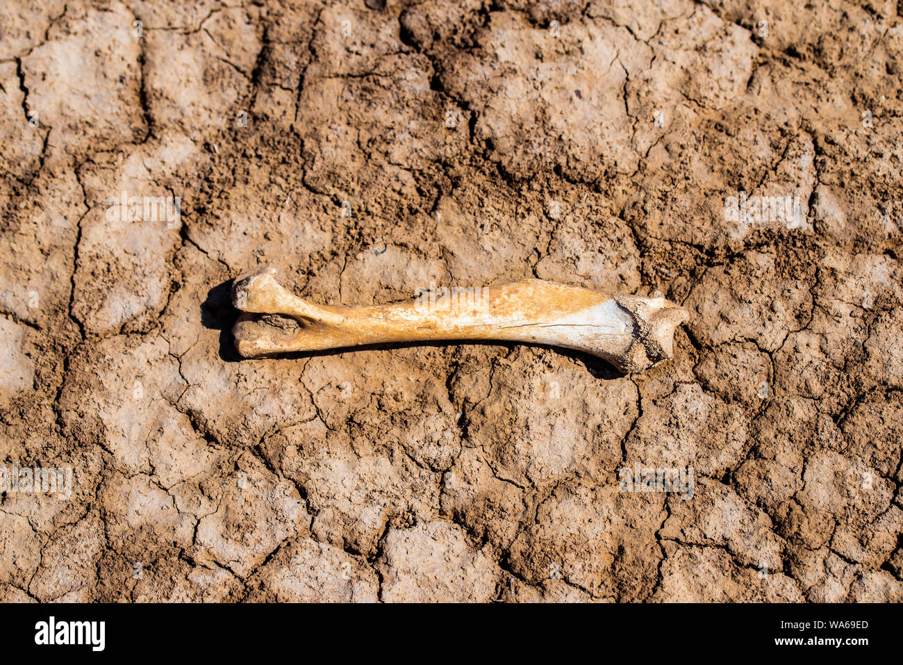 Animal bone on the ground in desert Stock Photo - Alamy