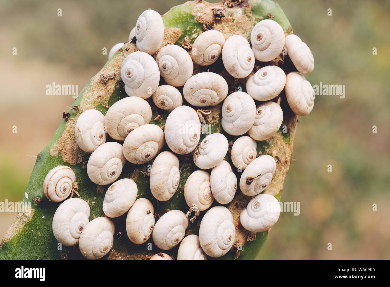 Group of snails hi-res stock photography and images - Alamy