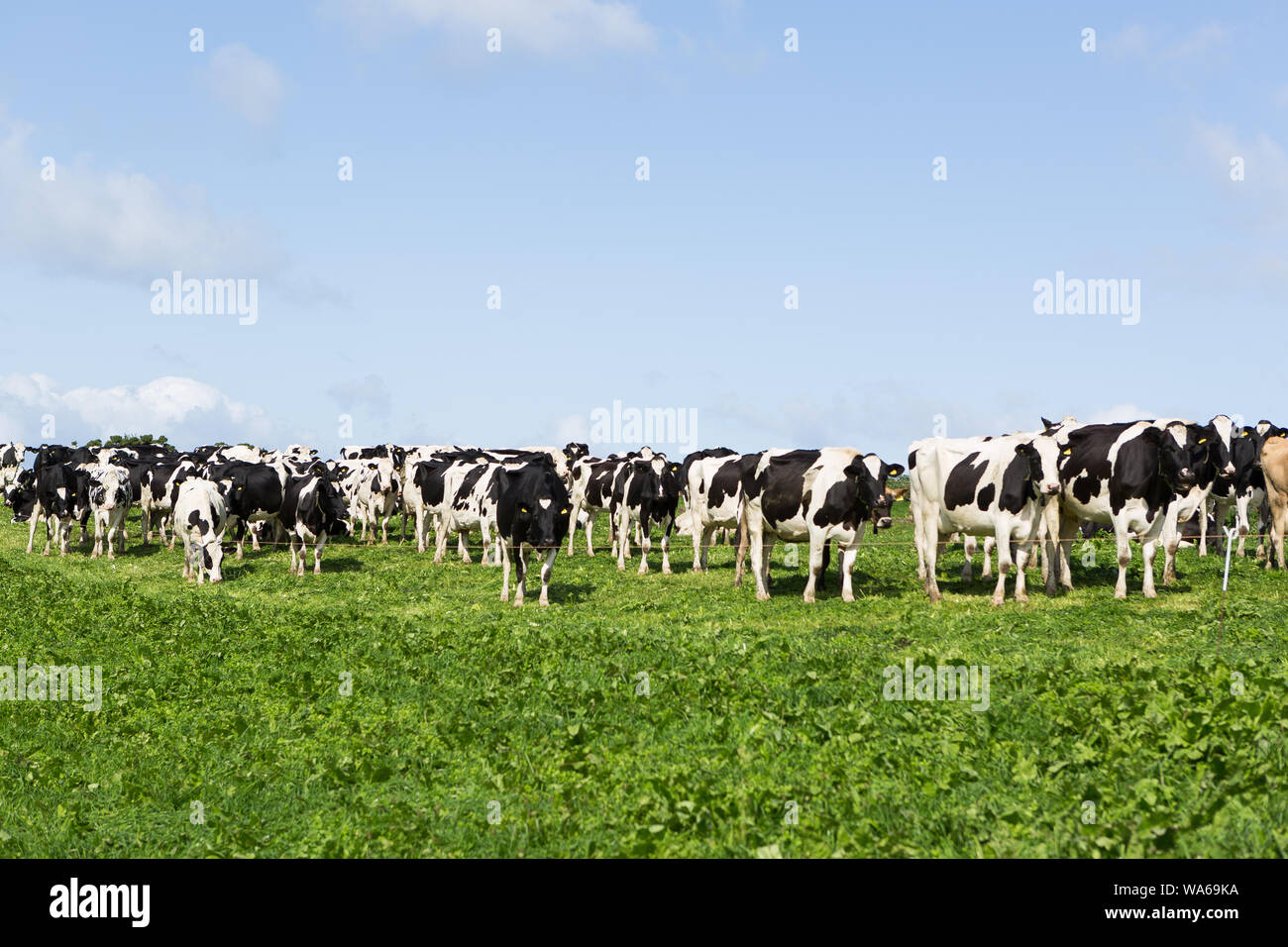 Strip grazing hi-res stock photography and images - Alamy