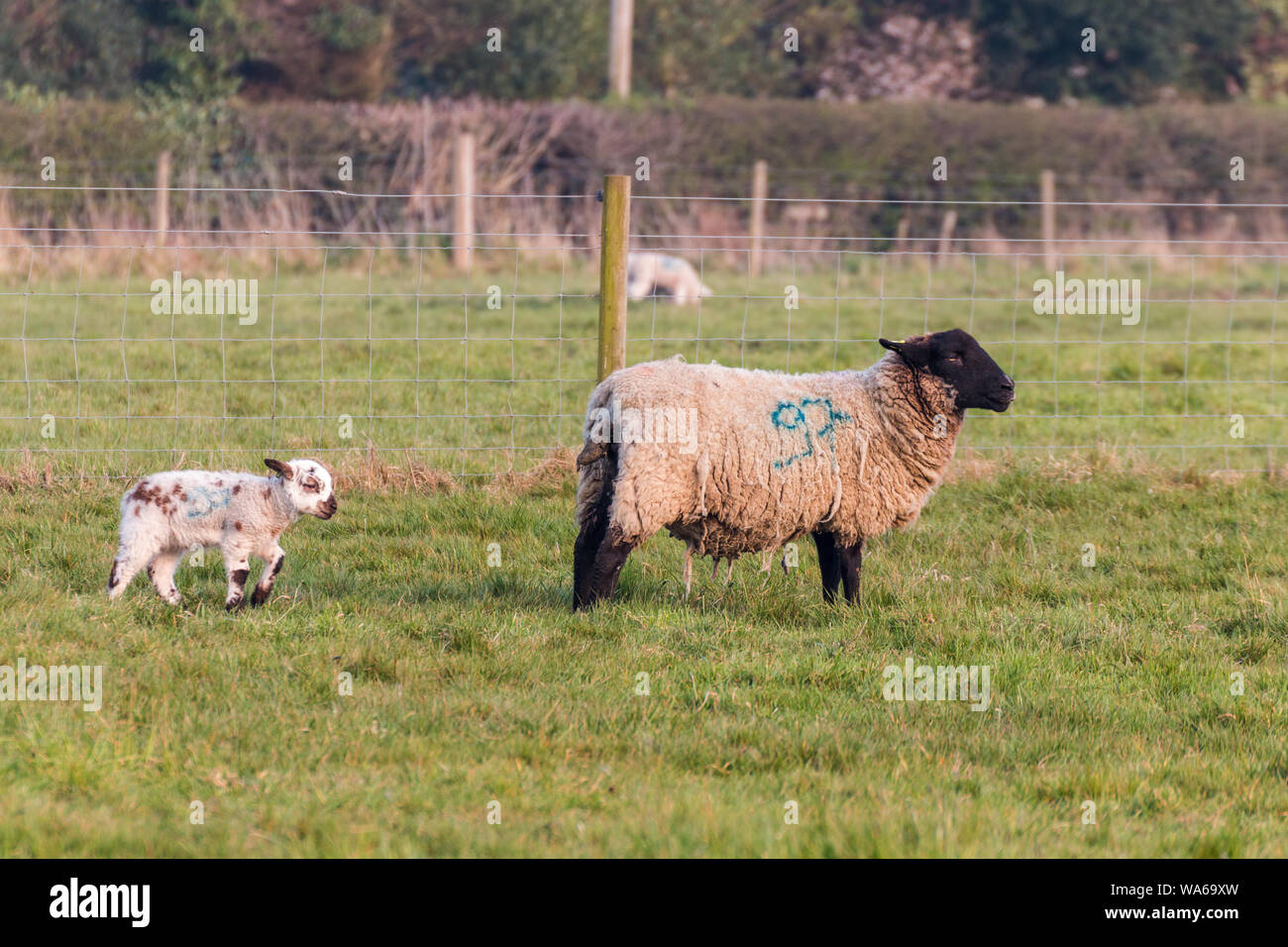 Baby spring lamb following after its mother in a Suffolk farm field ...