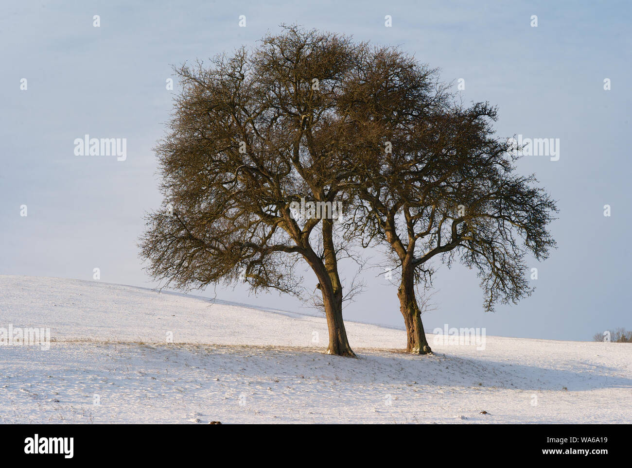 Two trees silhouette hi-res stock photography and images - Alamy