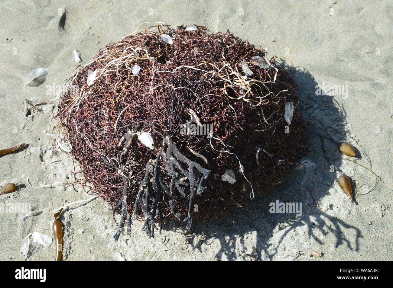 seaweed on the beach Stock Photo - Alamy