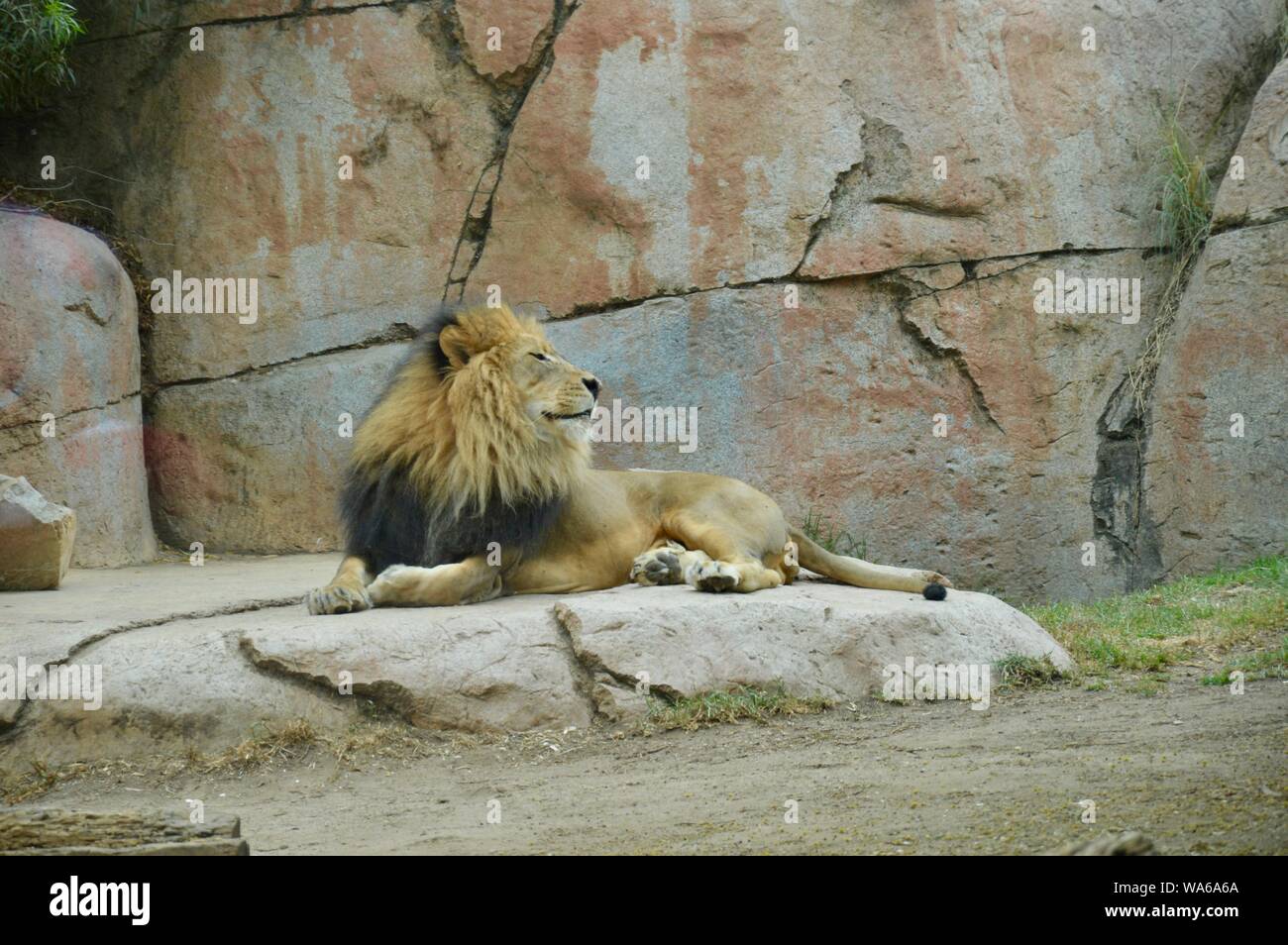 tired lion king having a good yawn in San Diego Zoo Stock Photo - Alamy