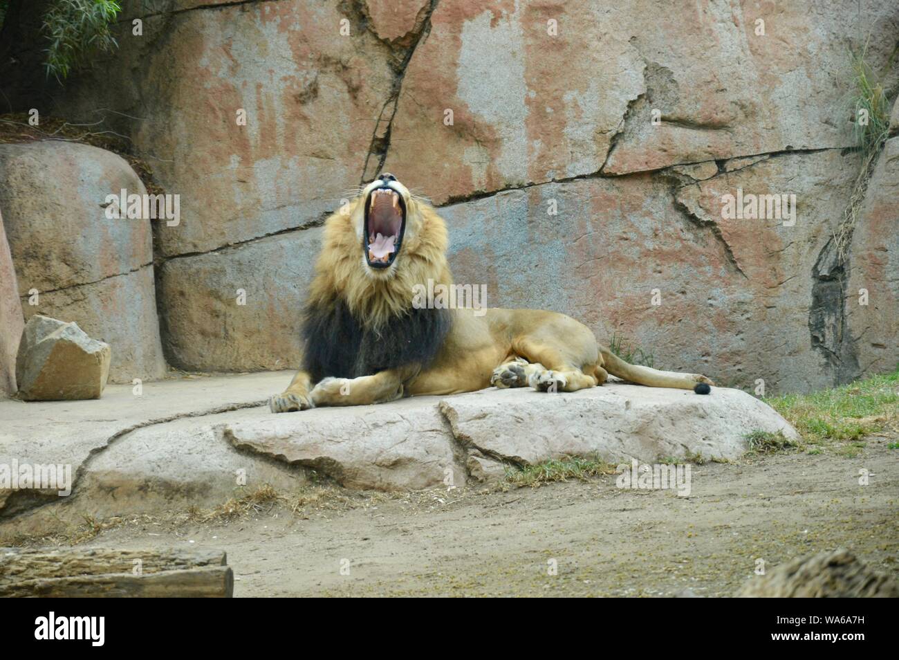 tired lion king having a good yawn in San Diego Zoo Stock Photo - Alamy
