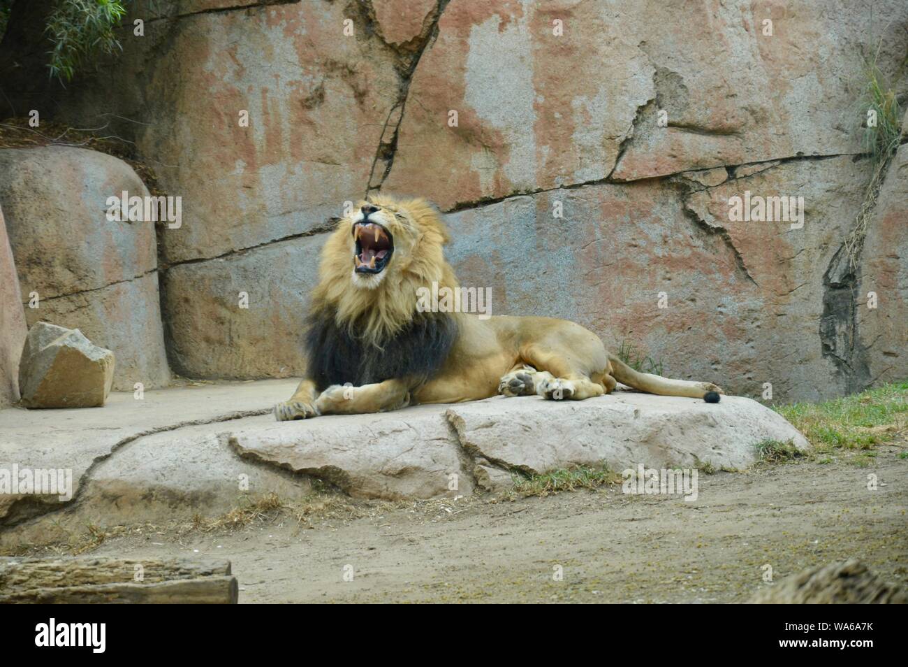 tired lion king having a good yawn in San Diego Zoo Stock Photo - Alamy
